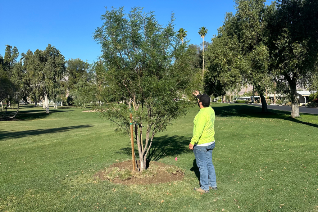 Comprehensive Tree Health Care in Coachella Valley | Alisos Tree ...
